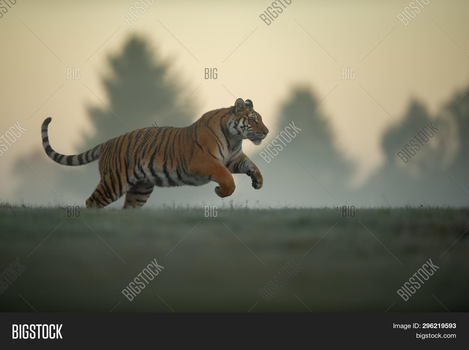Tiger Jump On Morning Image & Photo (Free Trial) | Bigstock