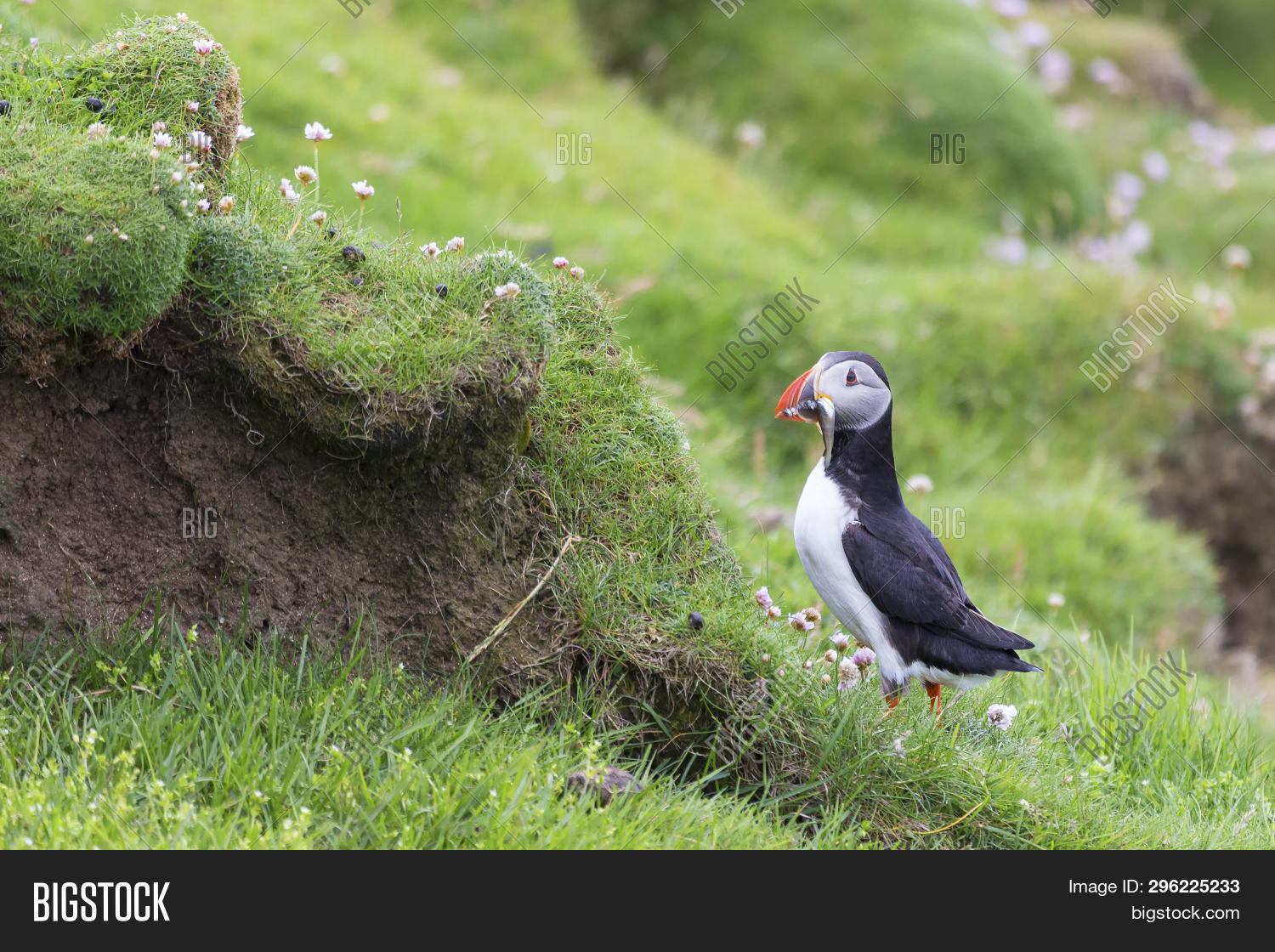 Puffin Bringing Fish Image & Photo (Free Trial) | Bigstock