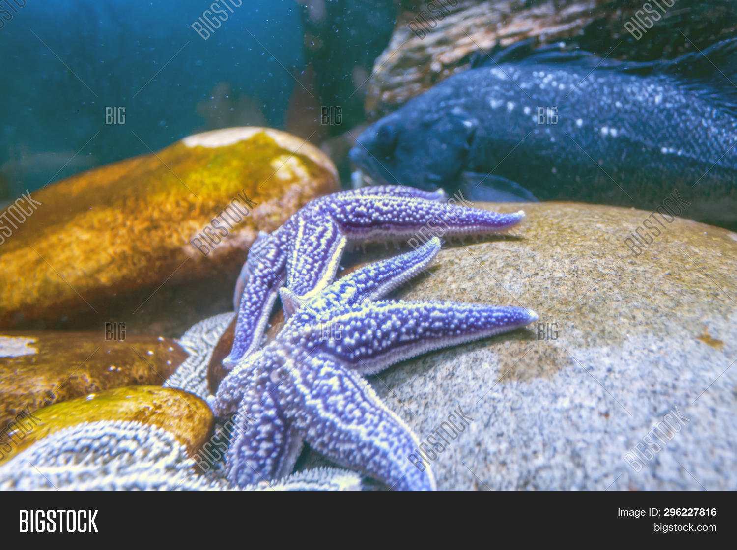 Starfish Under Water Image & Photo (Free Trial) | Bigstock