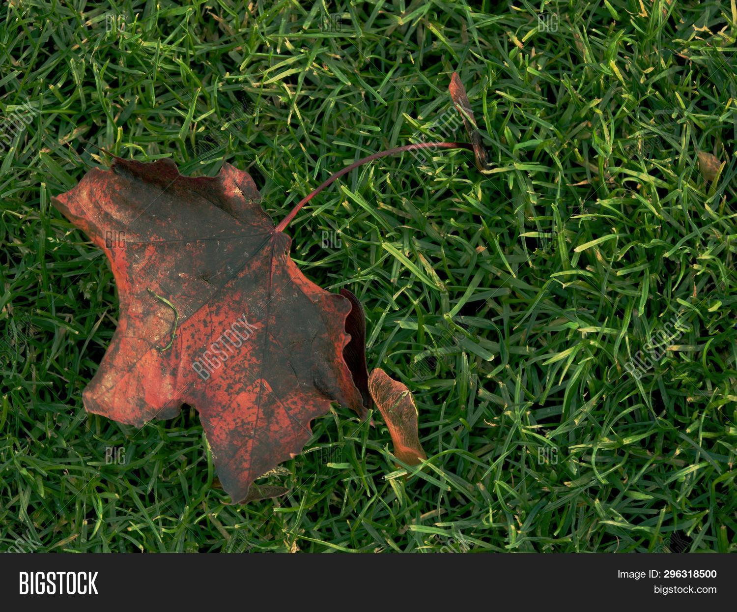 Messy Soccer Field. Image & Photo (Free Trial) | Bigstock