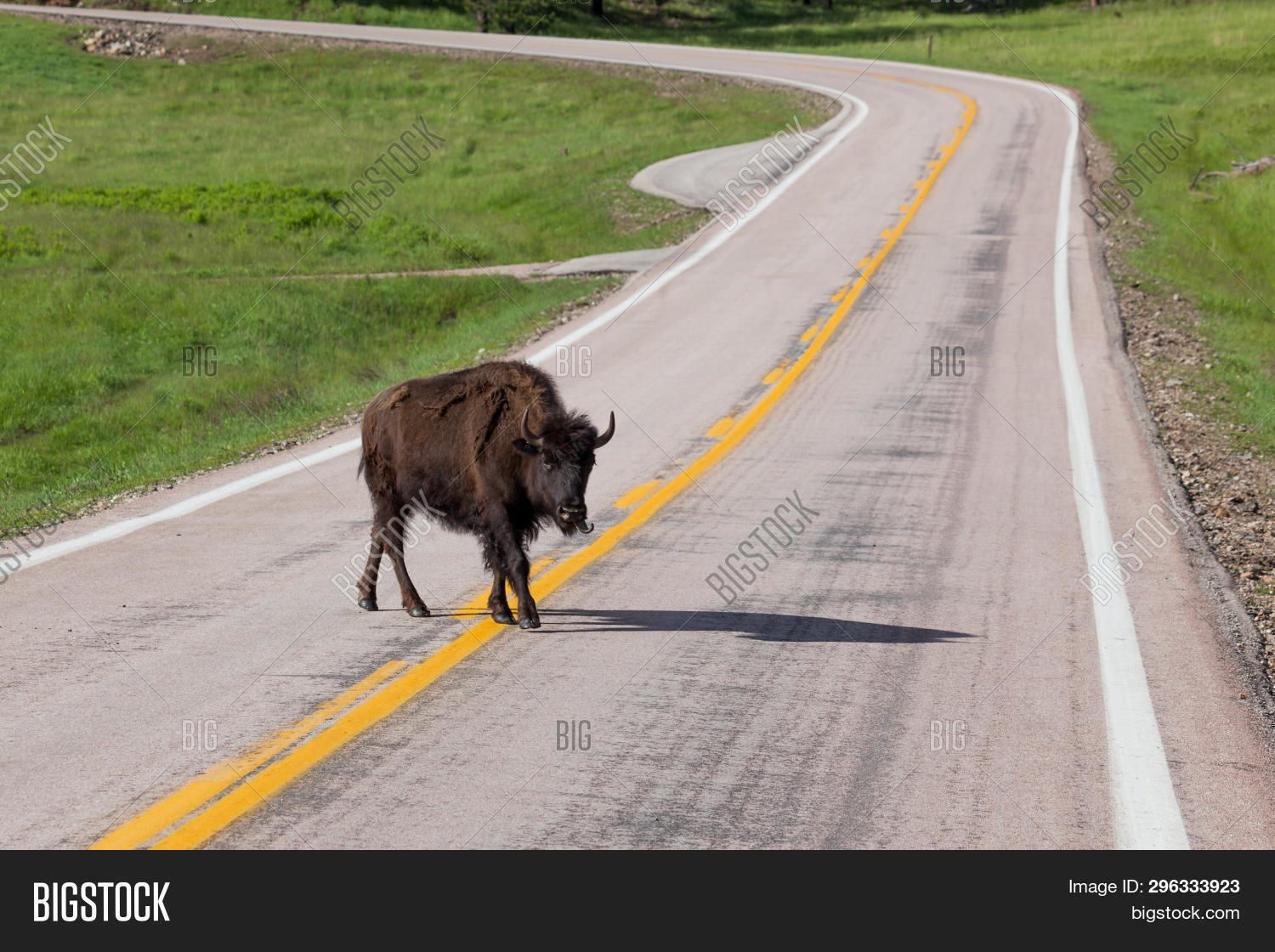 Yearling Bison Walking Image & Photo (Free Trial) | Bigstock