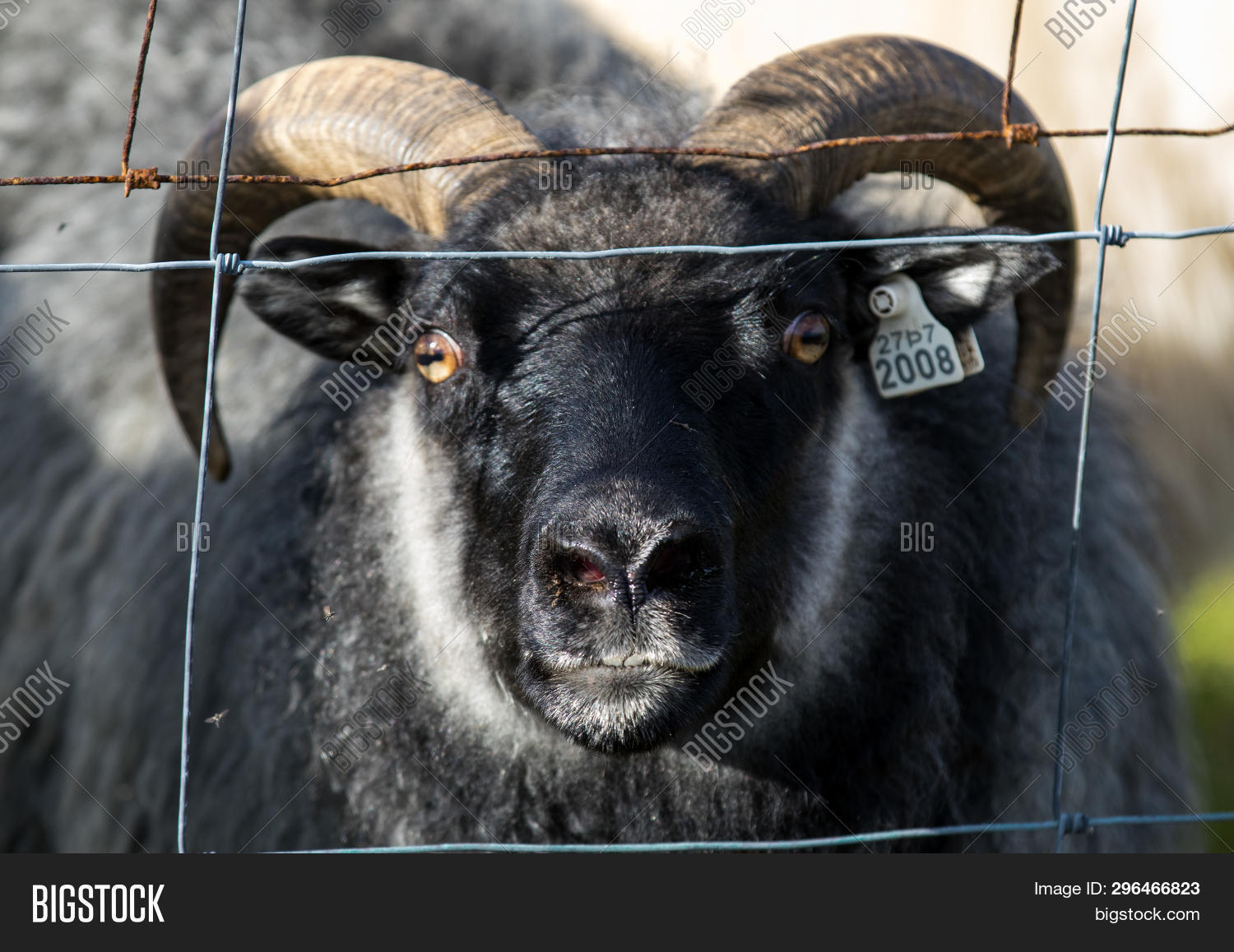 Big Black Ram Sheep Image & Photo (Free Trial) | Bigstock