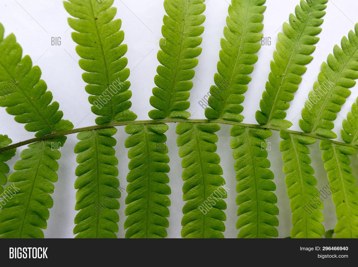 Close Compound Pinnate Image & Photo (Free Trial) | Bigstock