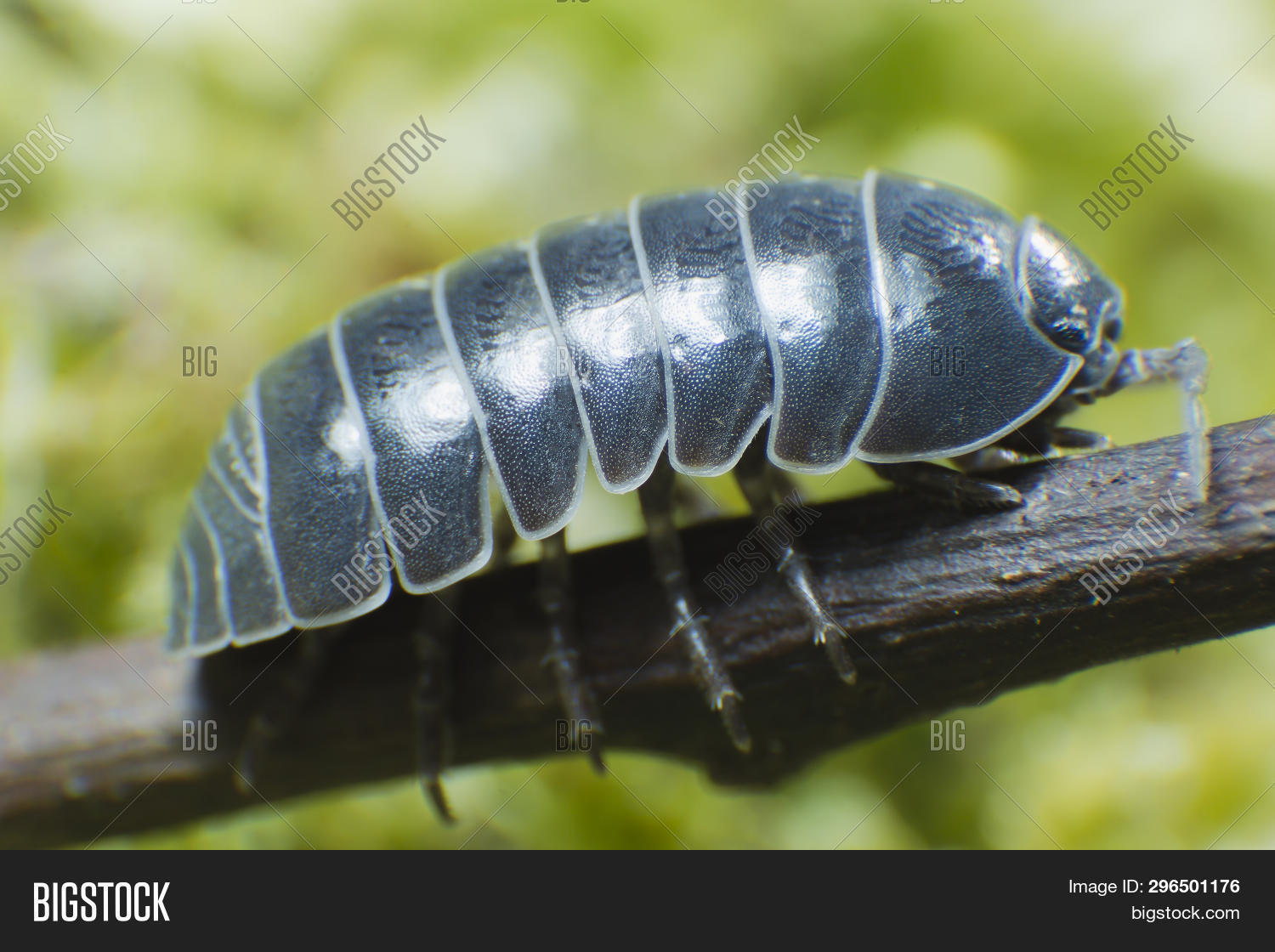 Pill Bug Armadillidium Image & Photo (Free Trial) | Bigstock