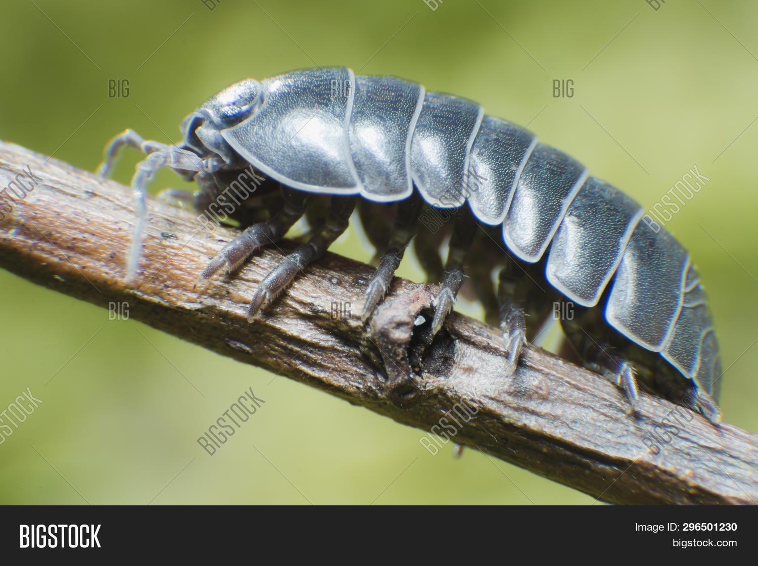 Pill Bug Armadillidium Image & Photo (Free Trial) | Bigstock