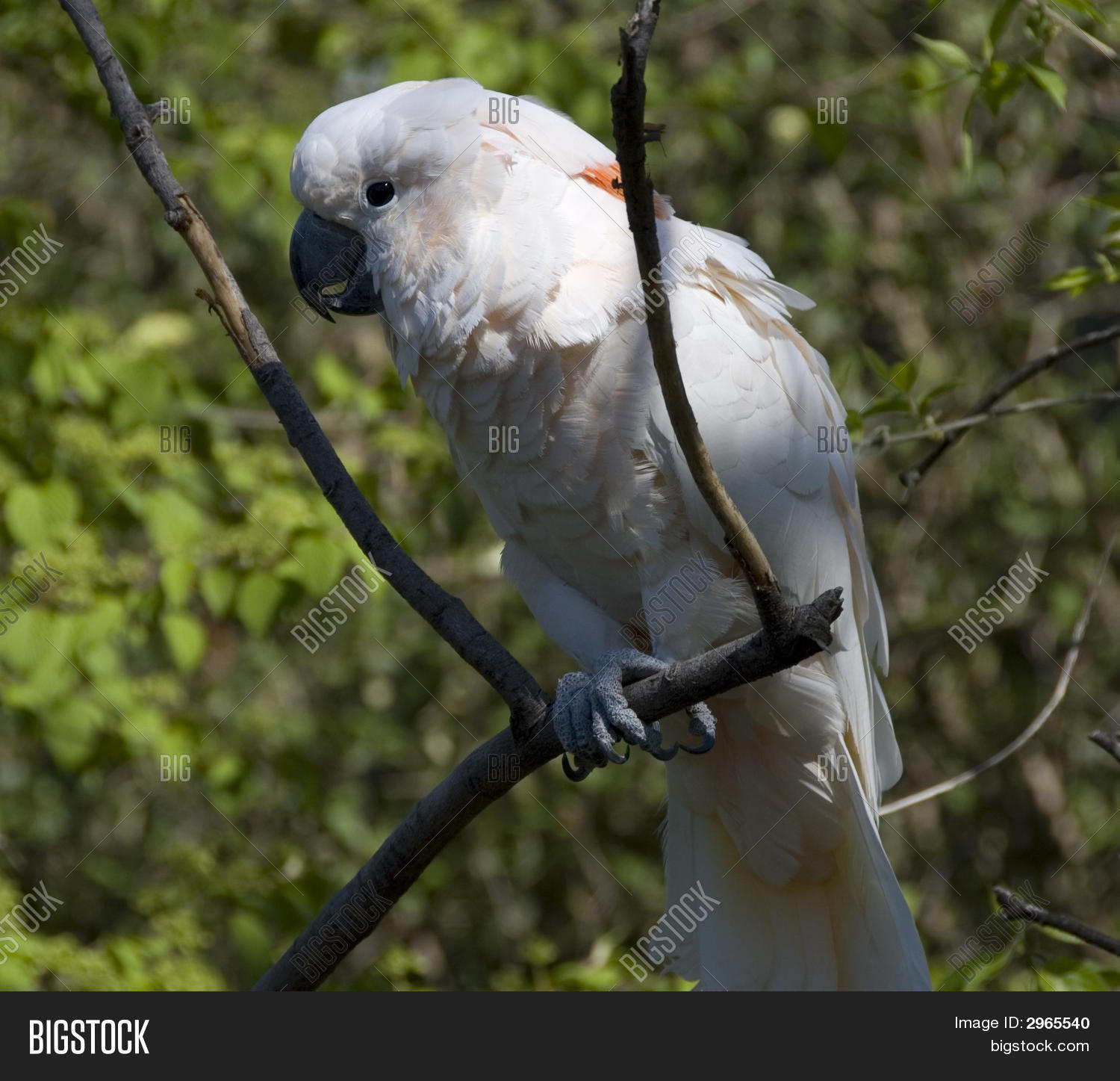 White Cockatoo Image & Photo (Free Trial) | Bigstock
