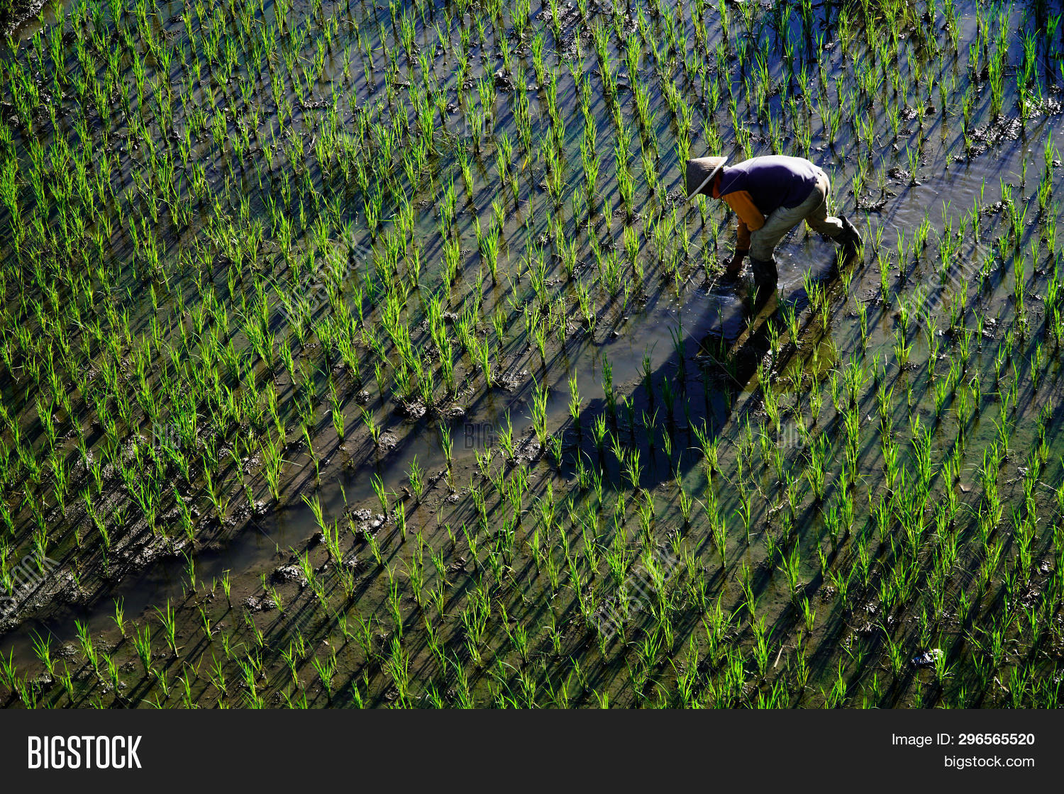Paddy Farmer Planting Image & Photo (Free Trial) | Bigstock