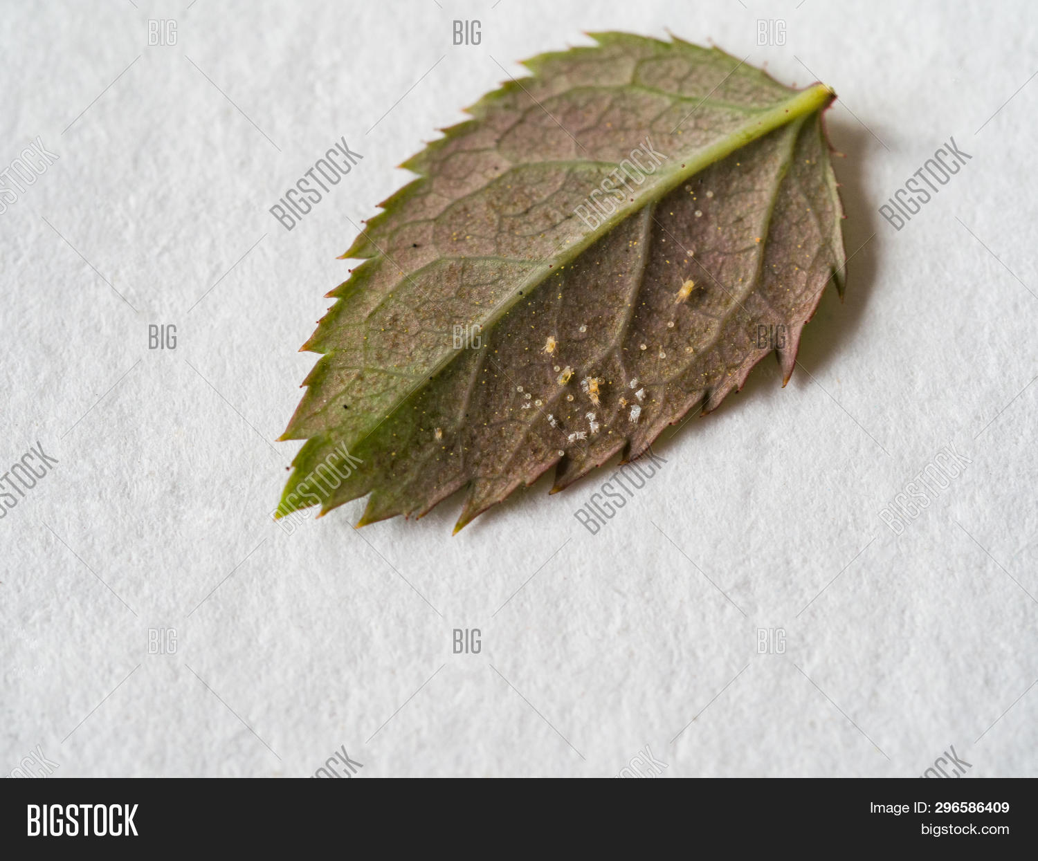 Spider Mites On Roses Image & Photo (Free Trial) | Bigstock
