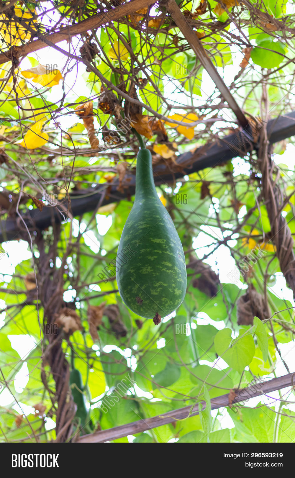 Calabash Cucurbitaceae Image & Photo (Free Trial) | Bigstock