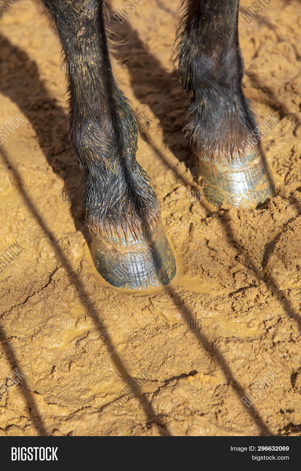 Hooves Animal On Sand Image & Photo (Free Trial) | Bigstock