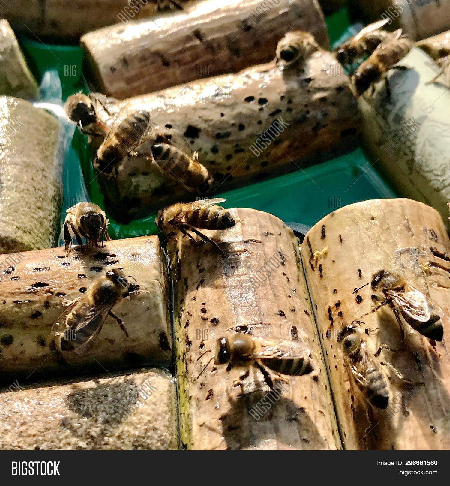 Winged Domestic Bees Image & Photo (Free Trial) | Bigstock