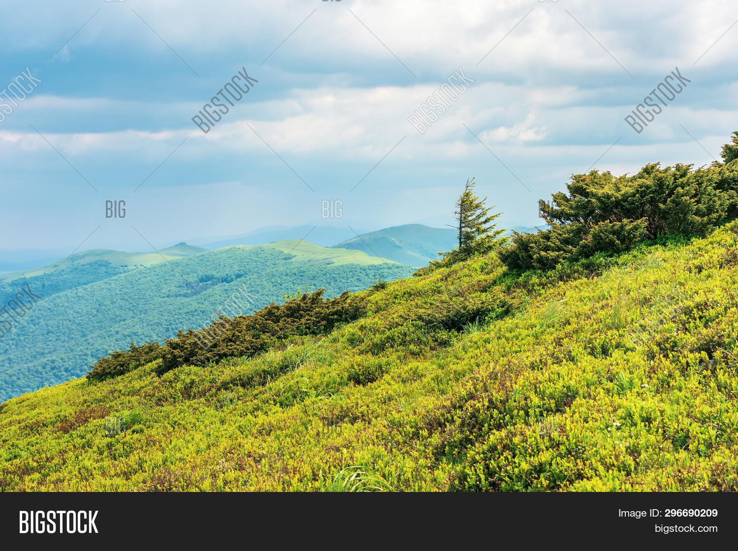 Tree On Grassy Slope Image & Photo (Free Trial) | Bigstock