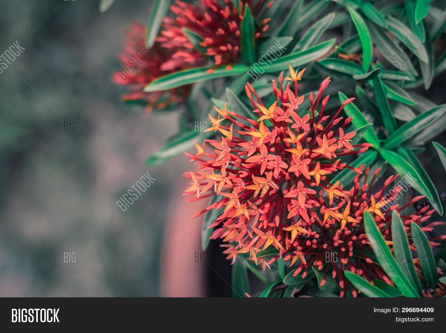 Spike Flower Flower Image & Photo (Free Trial) | Bigstock