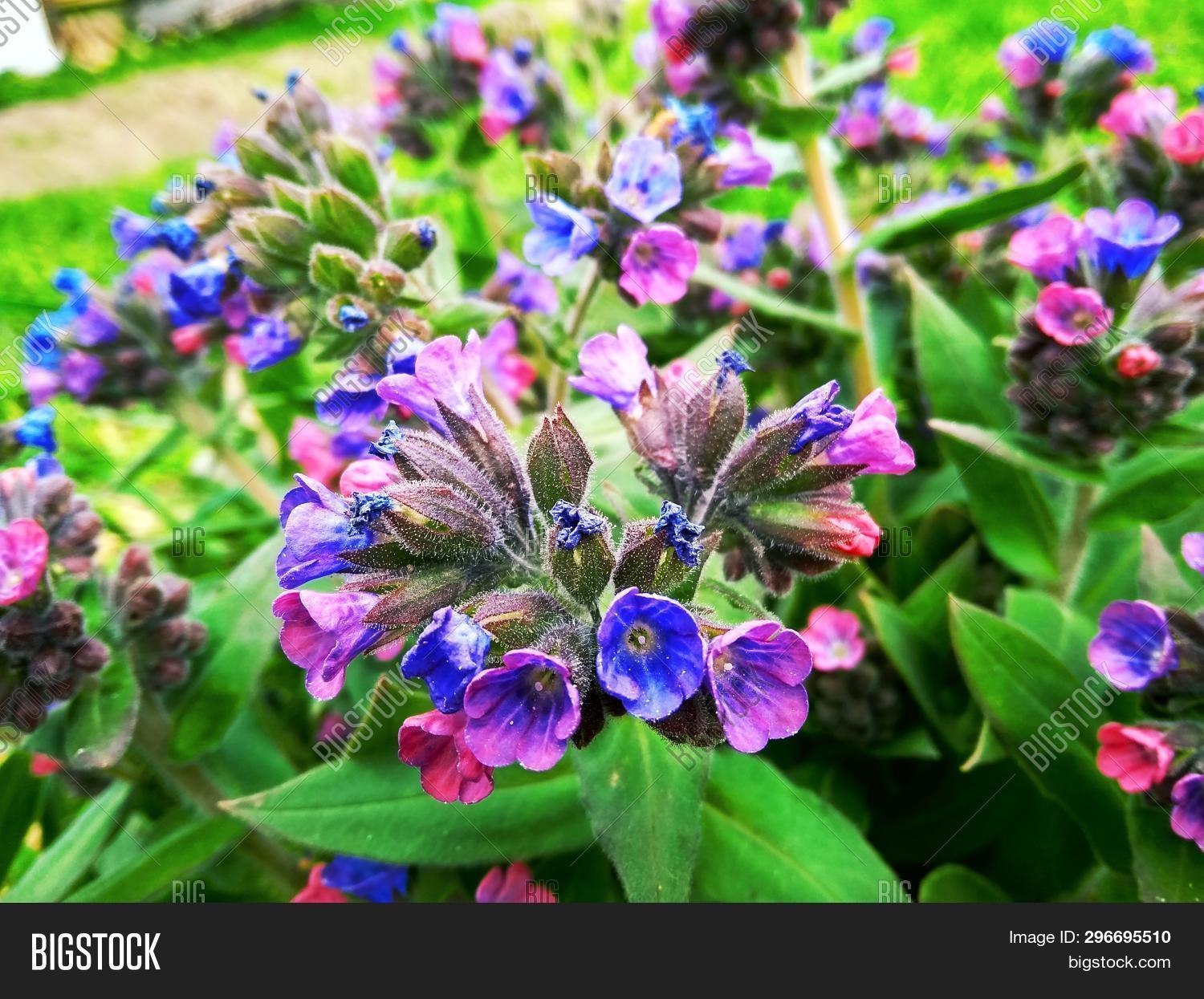 Pulmonaria Officinalis Image & Photo (Free Trial) | Bigstock