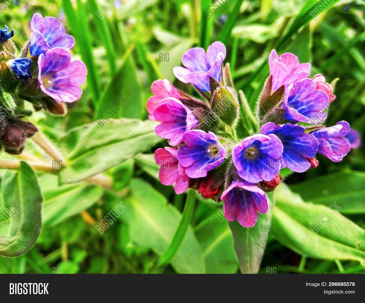 Pulmonaria Officinalis Image & Photo (Free Trial) | Bigstock