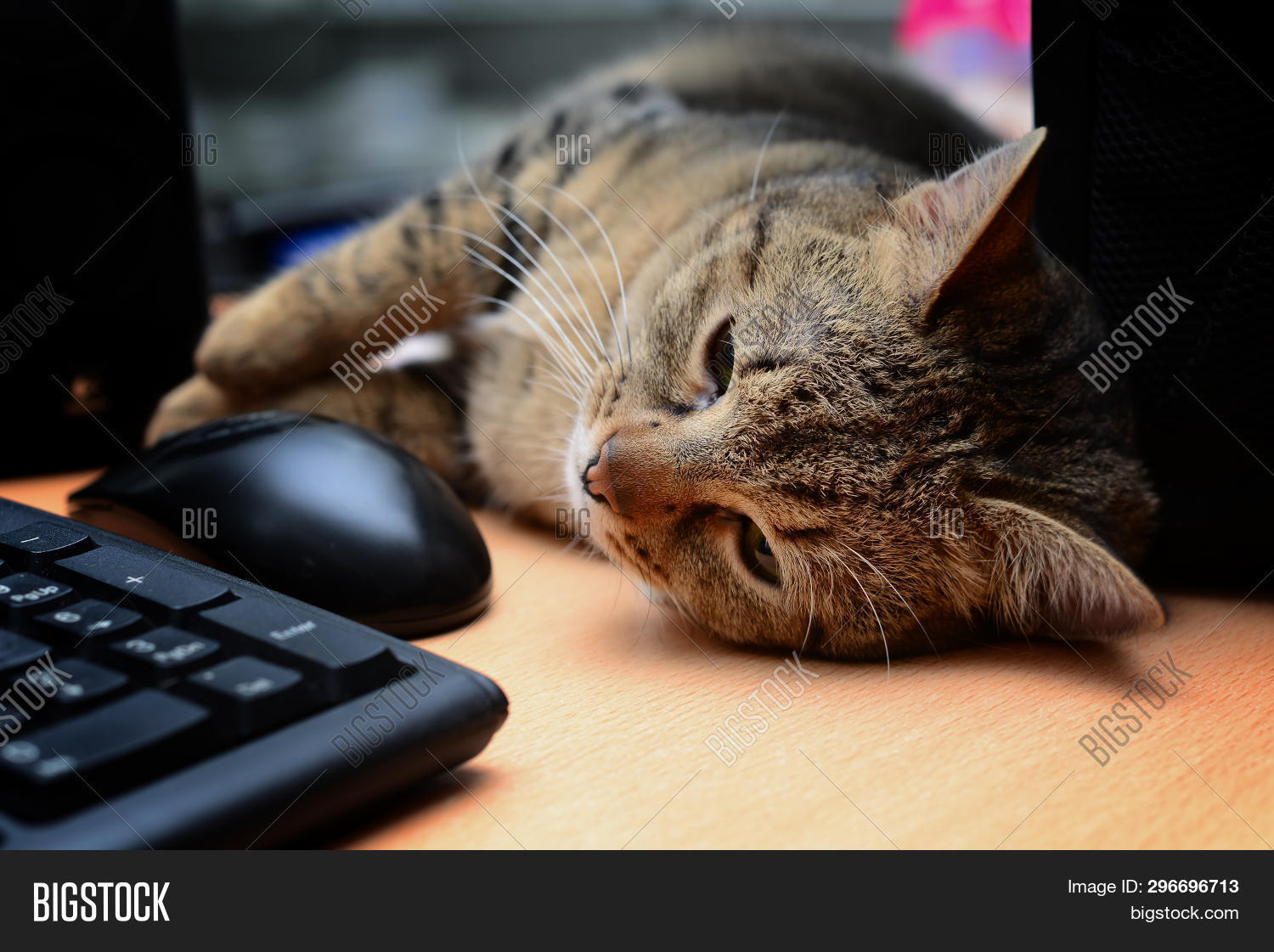 Cat Laying By Computer Image & Photo (Free Trial) | Bigstock