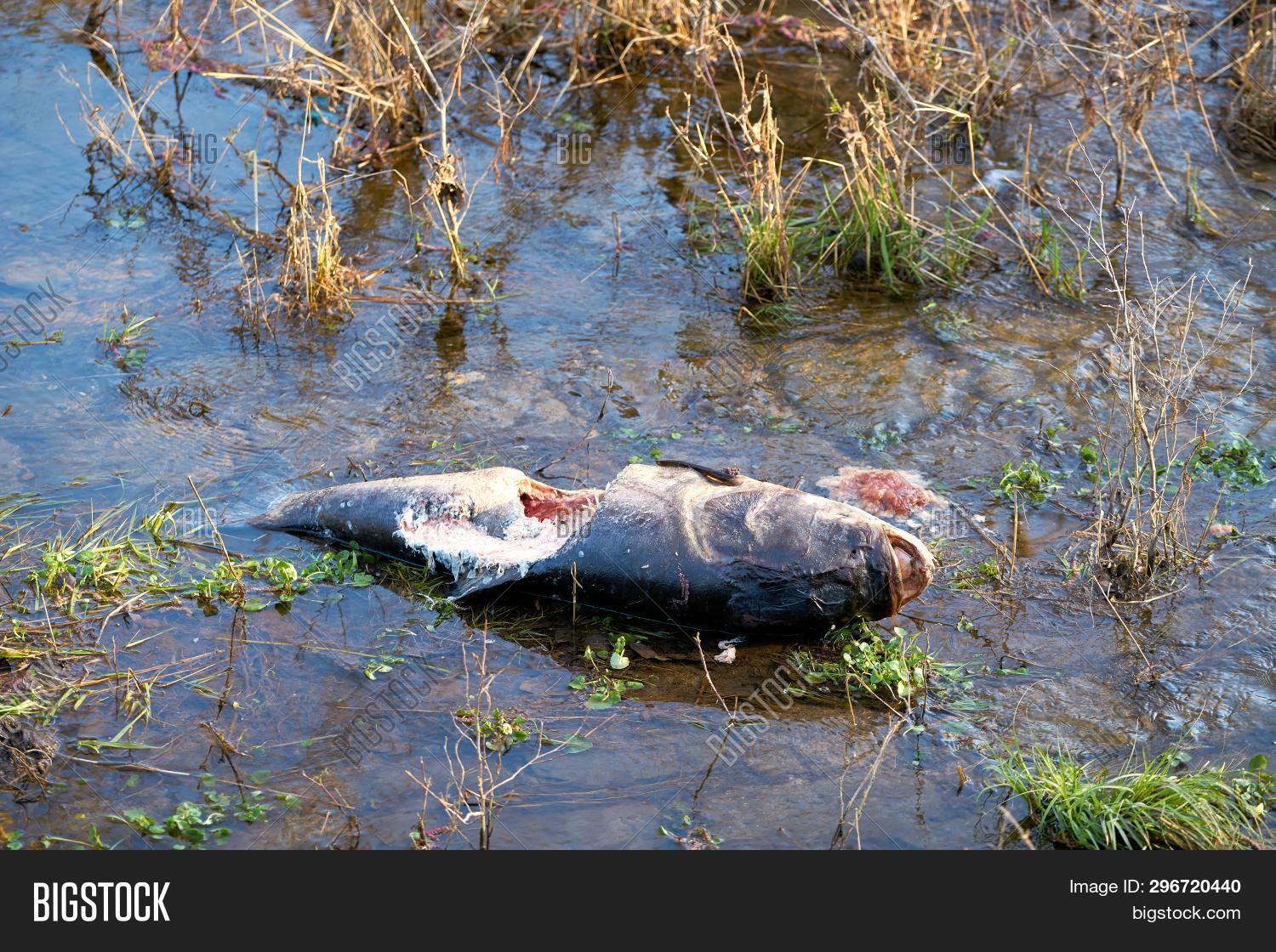Dead Fish Bite Marks Image & Photo (Free Trial) | Bigstock