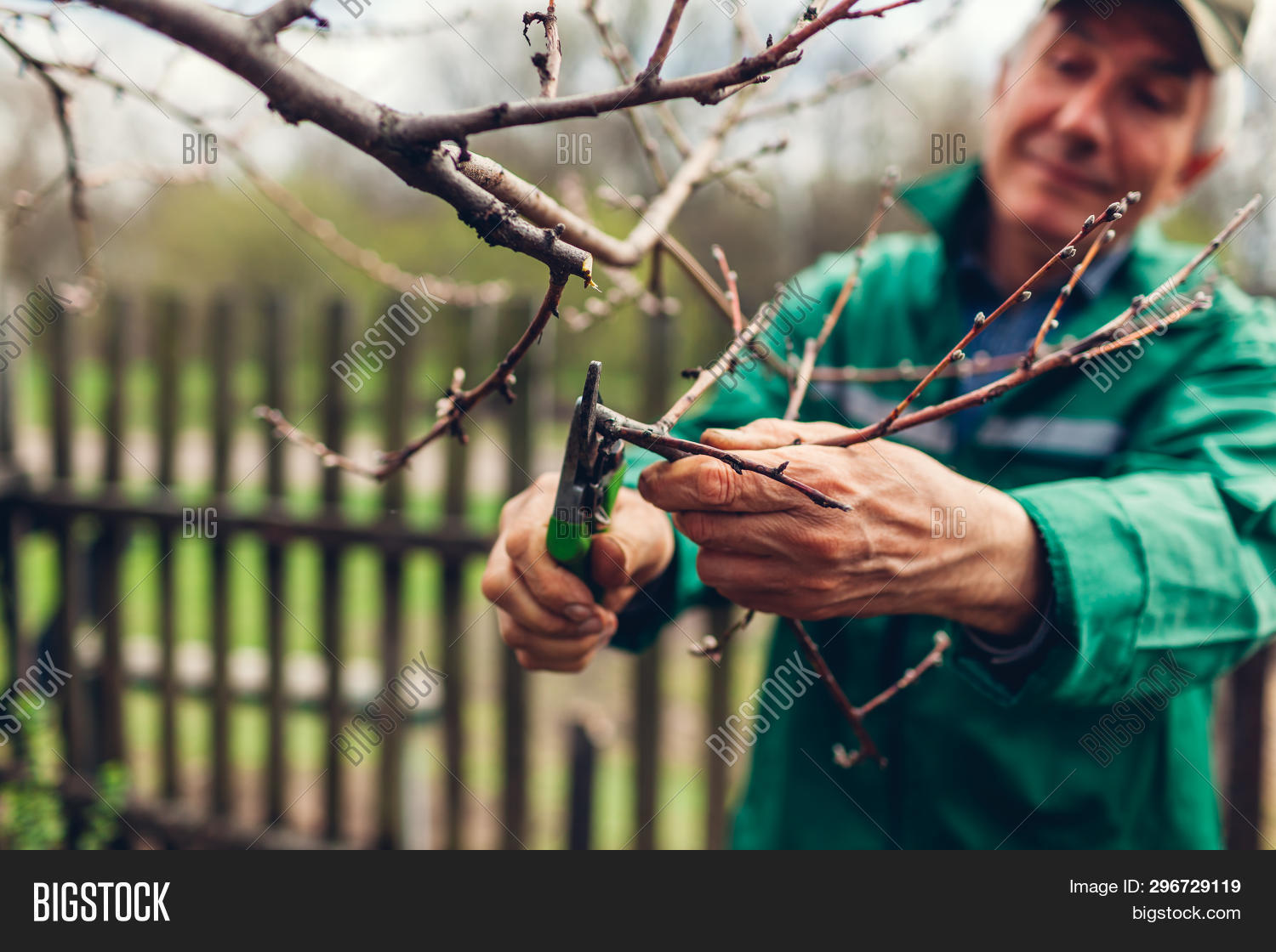 Man Pruning Tree Image & Photo (Free Trial) | Bigstock