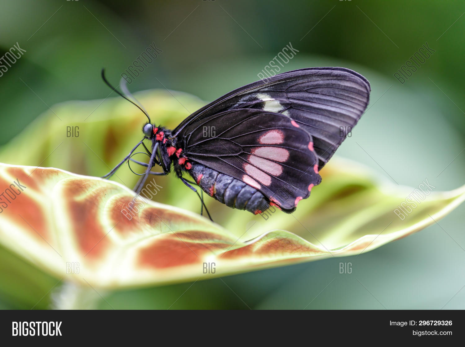 Cattleheart Butterfly Image & Photo (Free Trial) | Bigstock