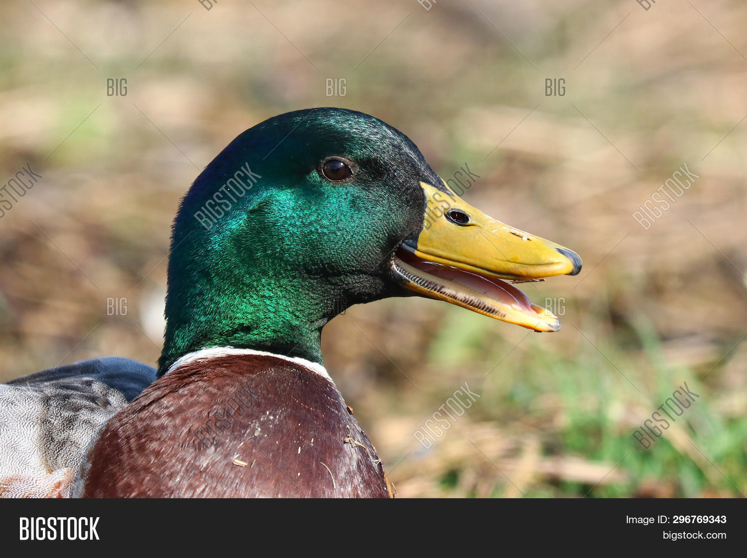 Male Mallard Drake Image & Photo (Free Trial) | Bigstock