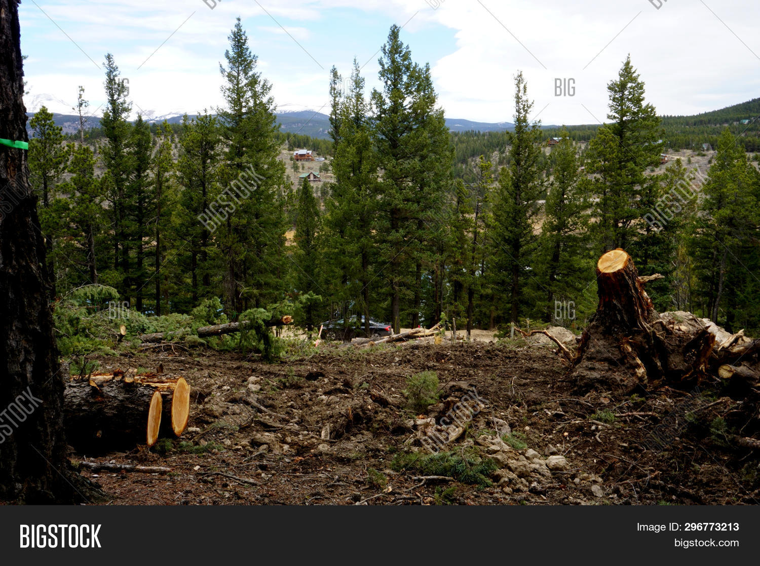 Forest Land Cleared Image & Photo (Free Trial) | Bigstock