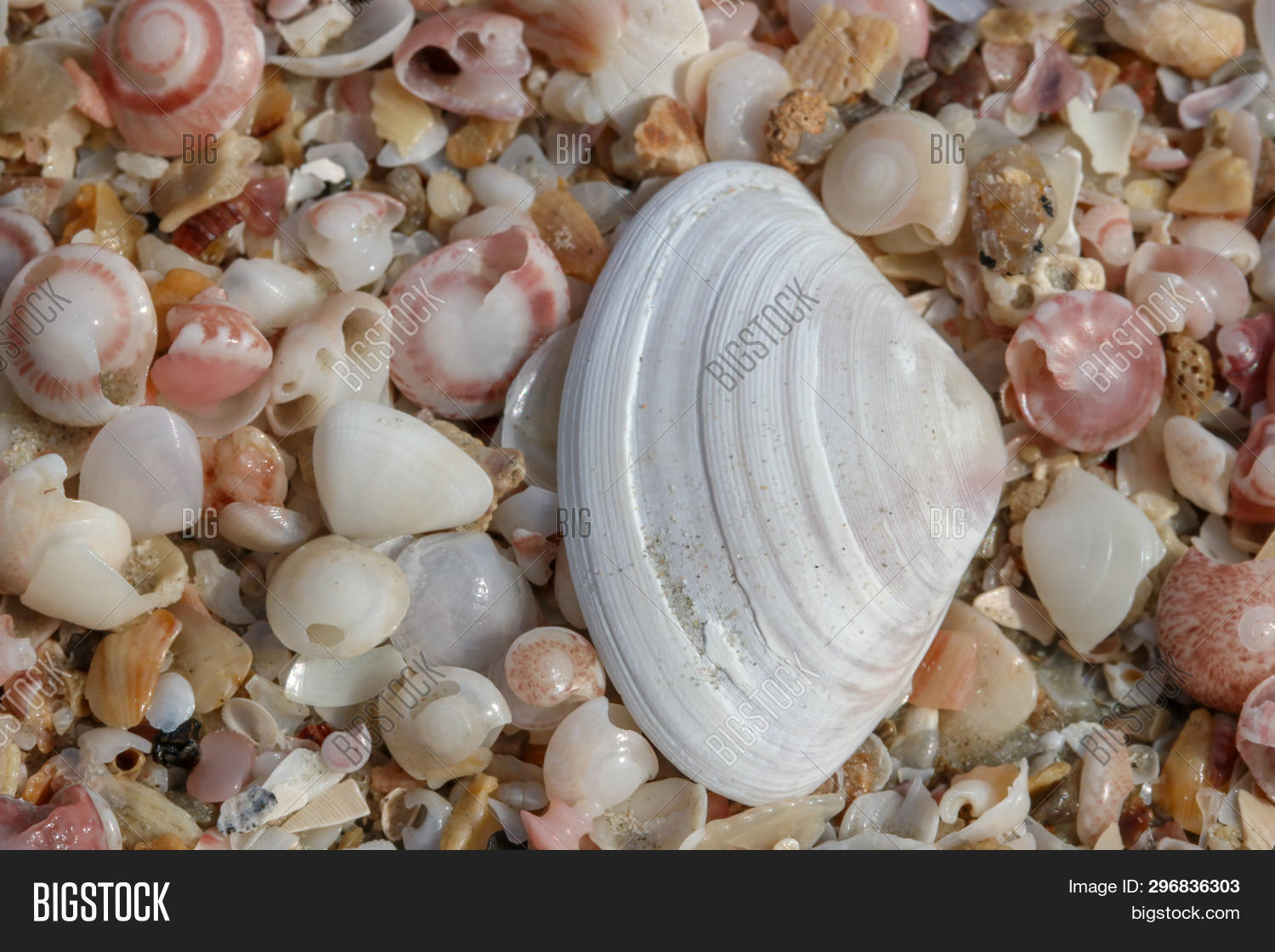 Shell Stone Pieces. Image & Photo (Free Trial) | Bigstock
