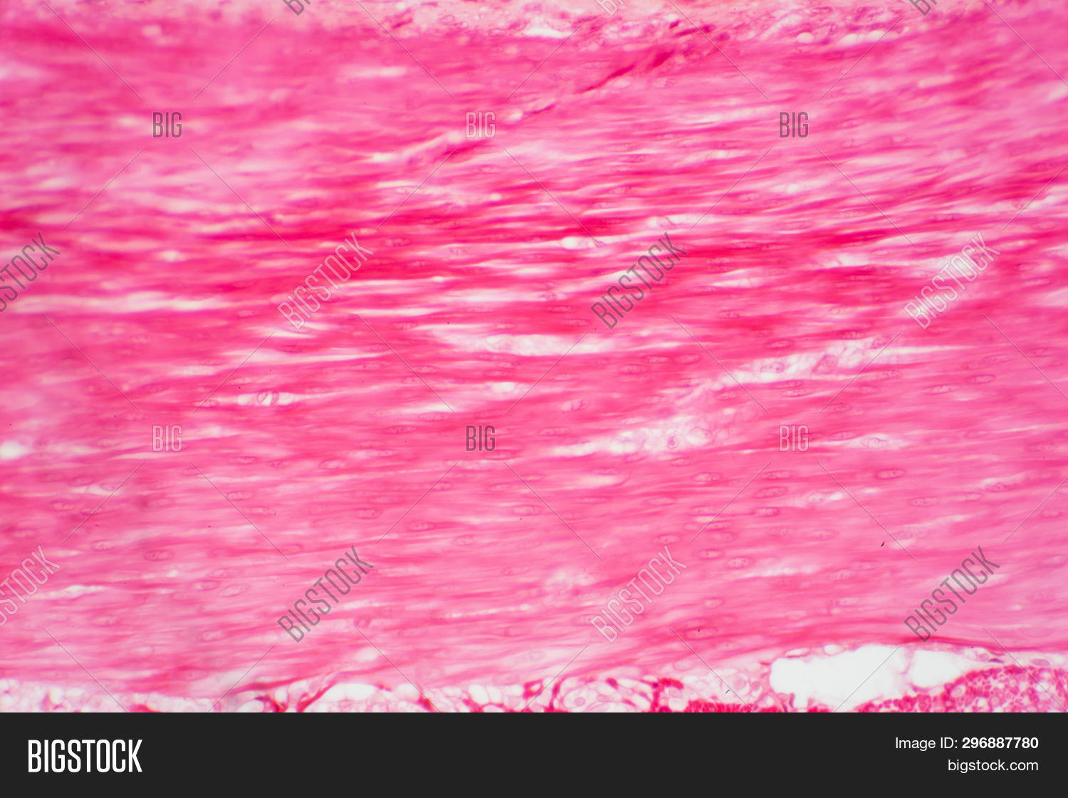 Histology Human Smooth Image & Photo (Free Trial) | Bigstock