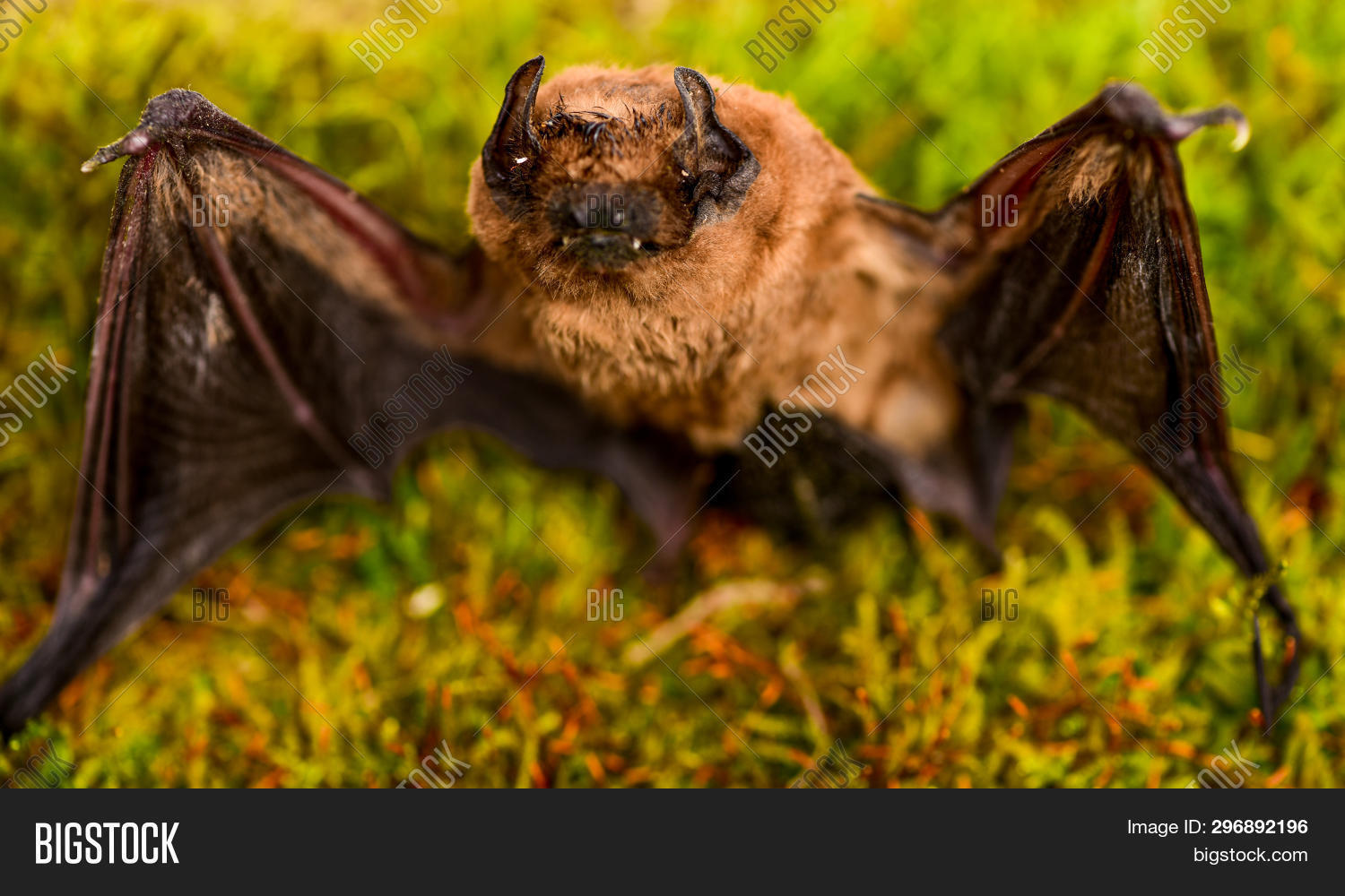 Forelimbs Adapted Image & Photo (Free Trial) | Bigstock