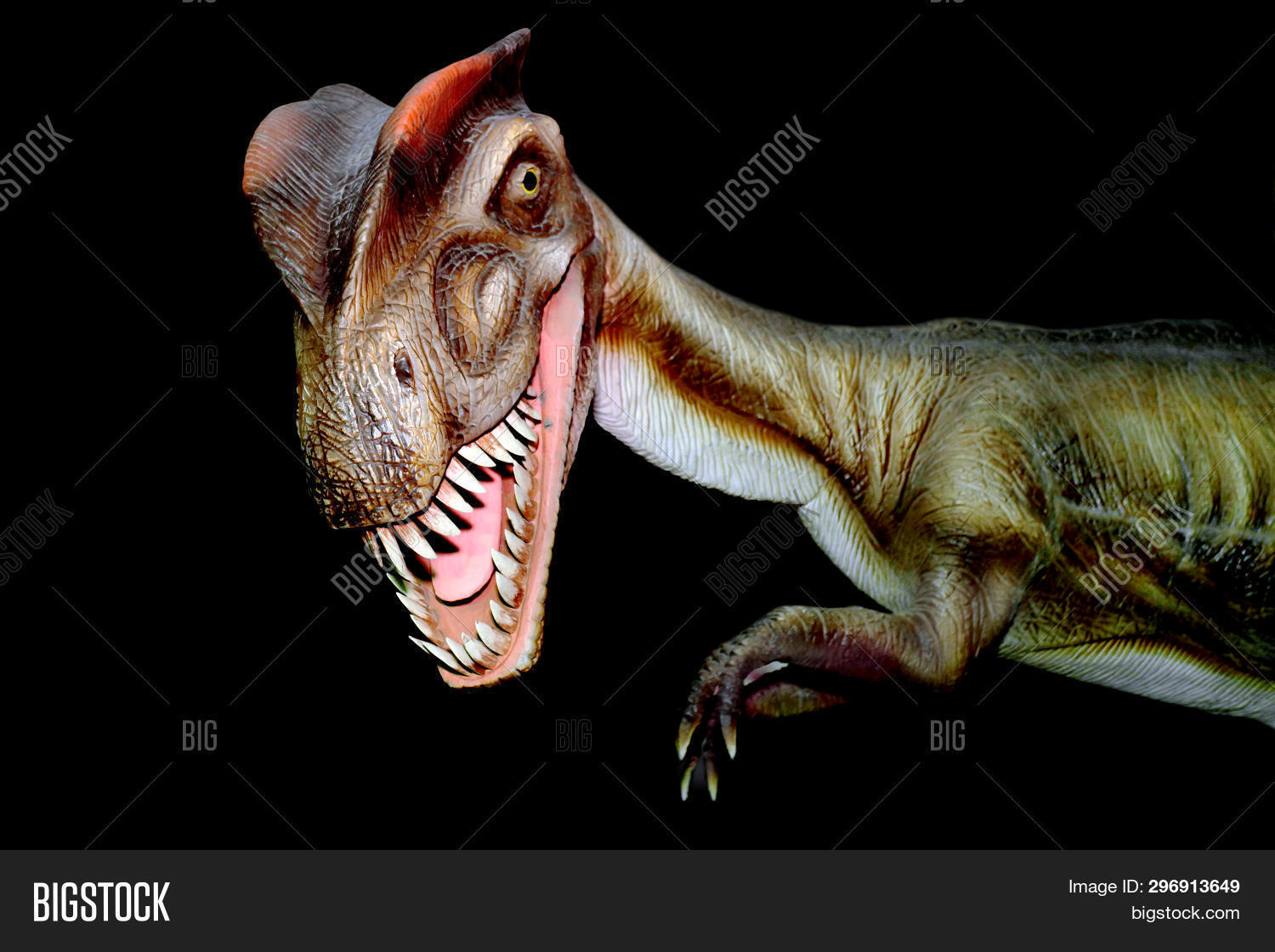 Dinosaur Dilophosaurus Image & Photo (Free Trial) | Bigstock
