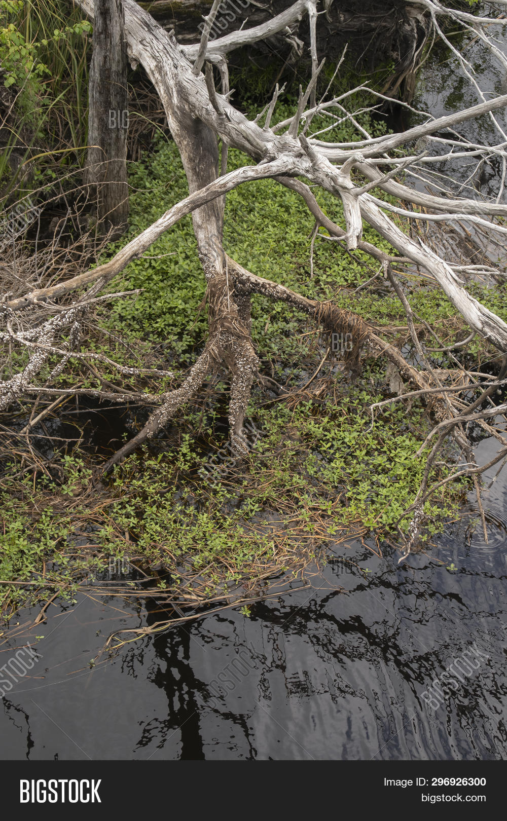 Barnacles Which Have Image & Photo (Free Trial) | Bigstock