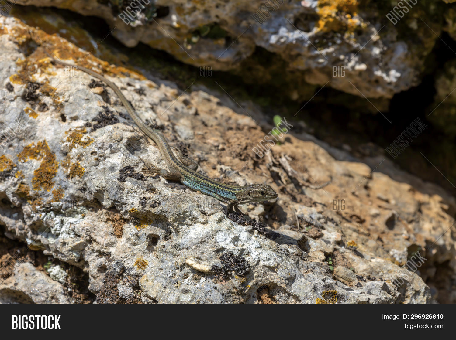Animals. Nimble Lizard Image & Photo (Free Trial) | Bigstock