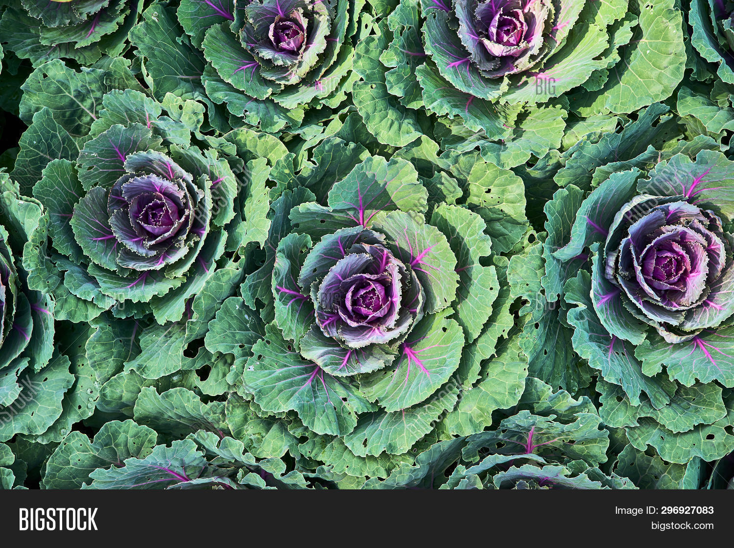 Cabbage Red Express Image & Photo (Free Trial) | Bigstock