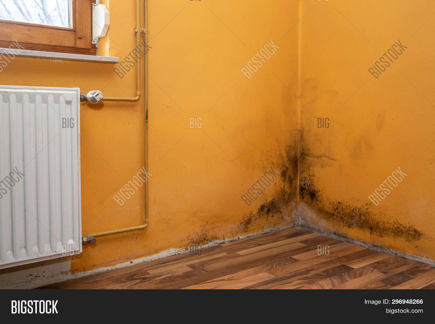 Mold Build Corner Image & Photo (Free Trial) | Bigstock