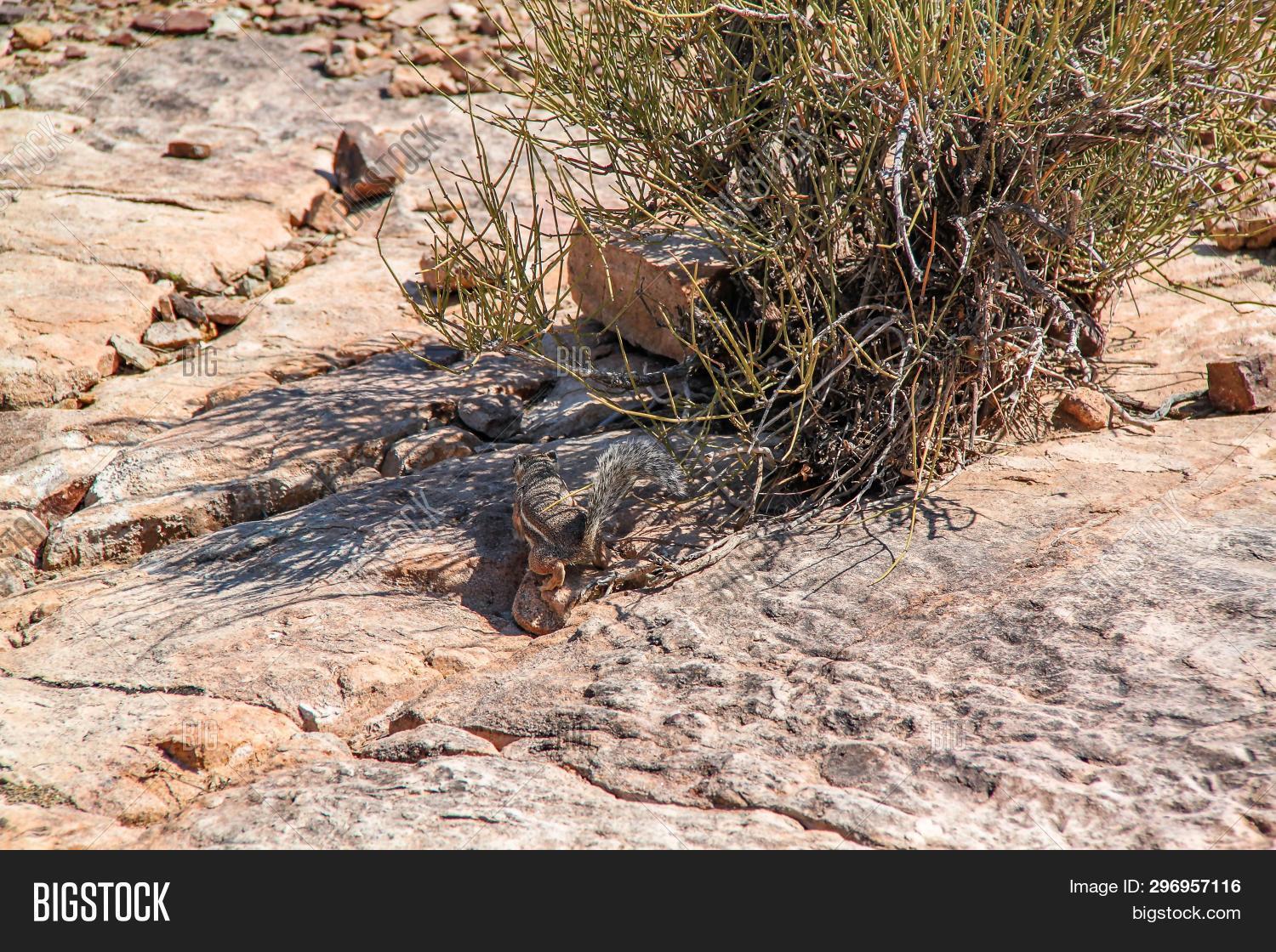 Cute Gopher Desert. Image & Photo (Free Trial) | Bigstock