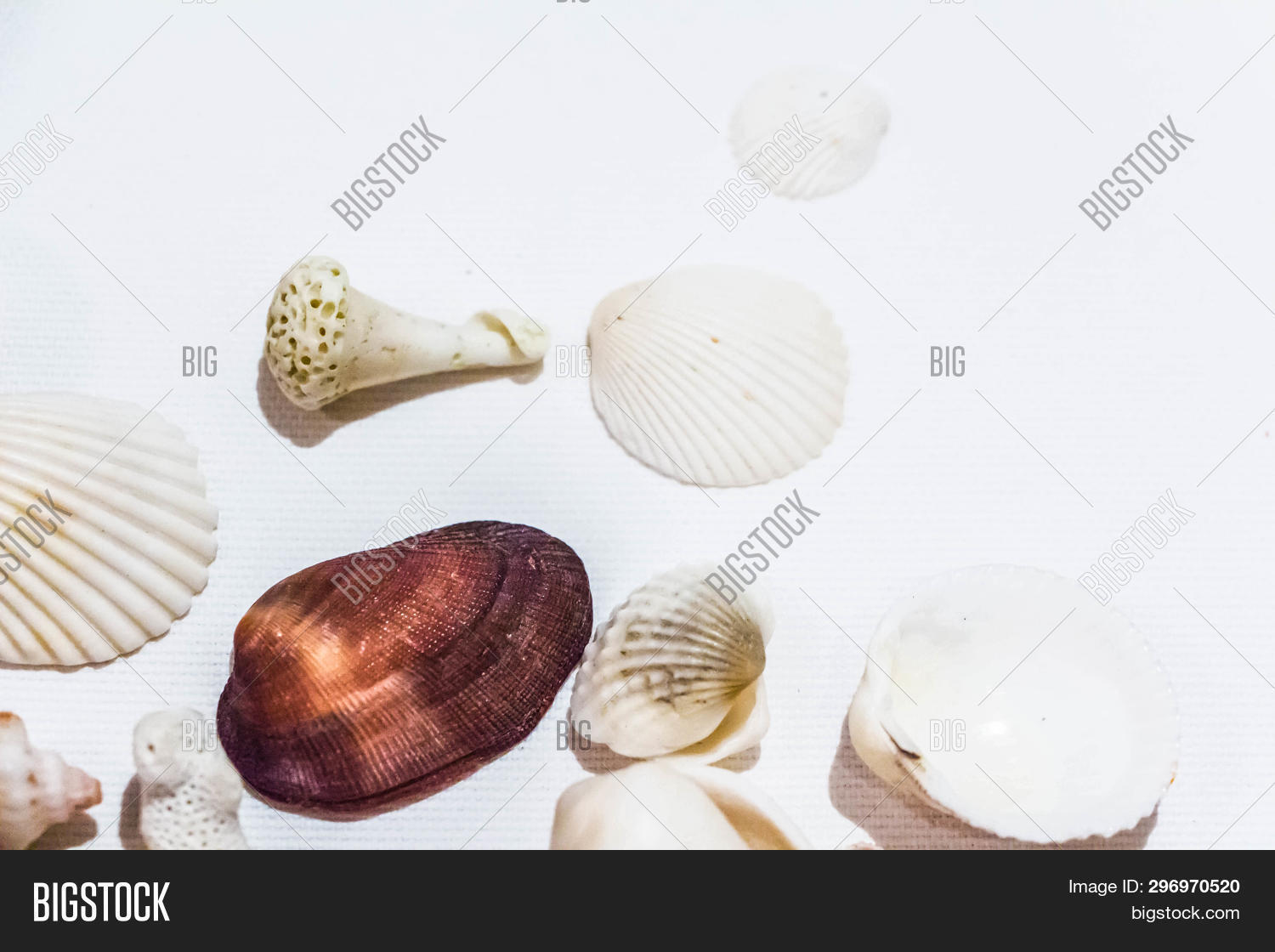 Seashell Coral Image & Photo (Free Trial) | Bigstock