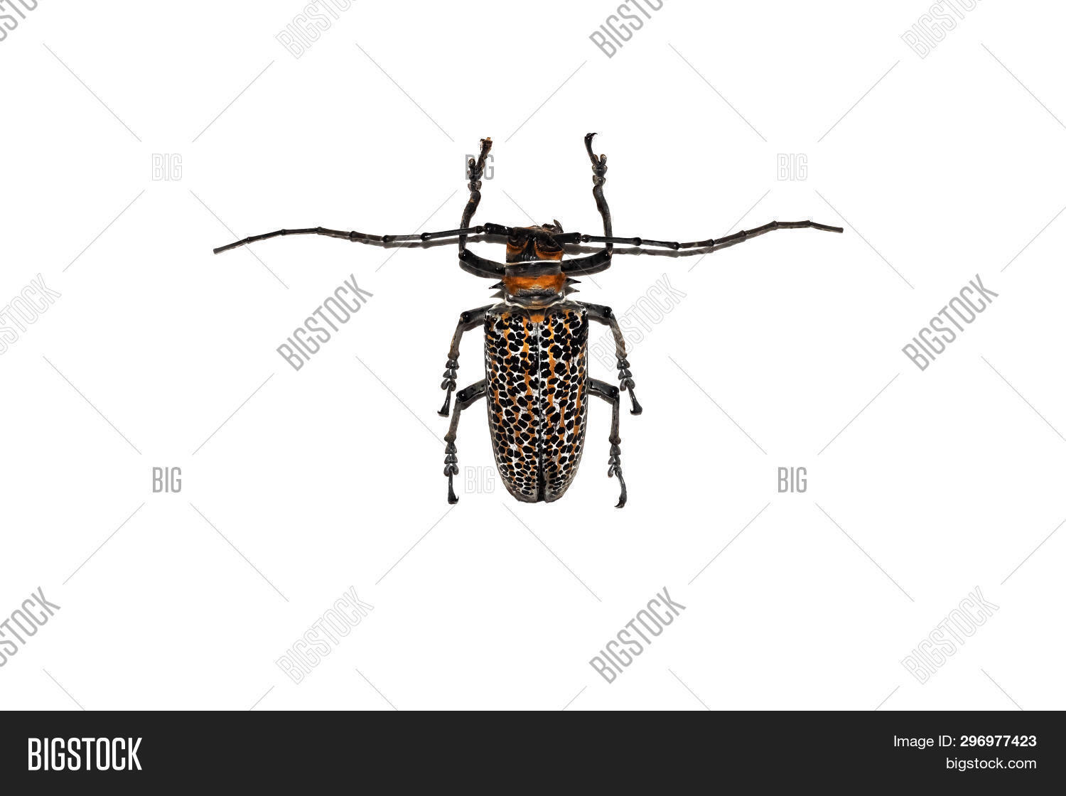 Big Brown Beetle, Image & Photo (Free Trial) | Bigstock