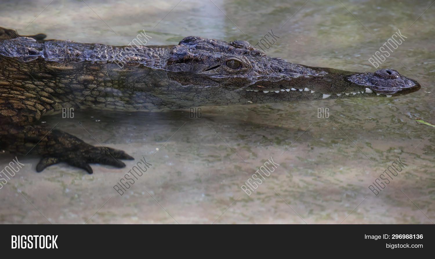 Alert Young Nile Image & Photo (Free Trial) | Bigstock