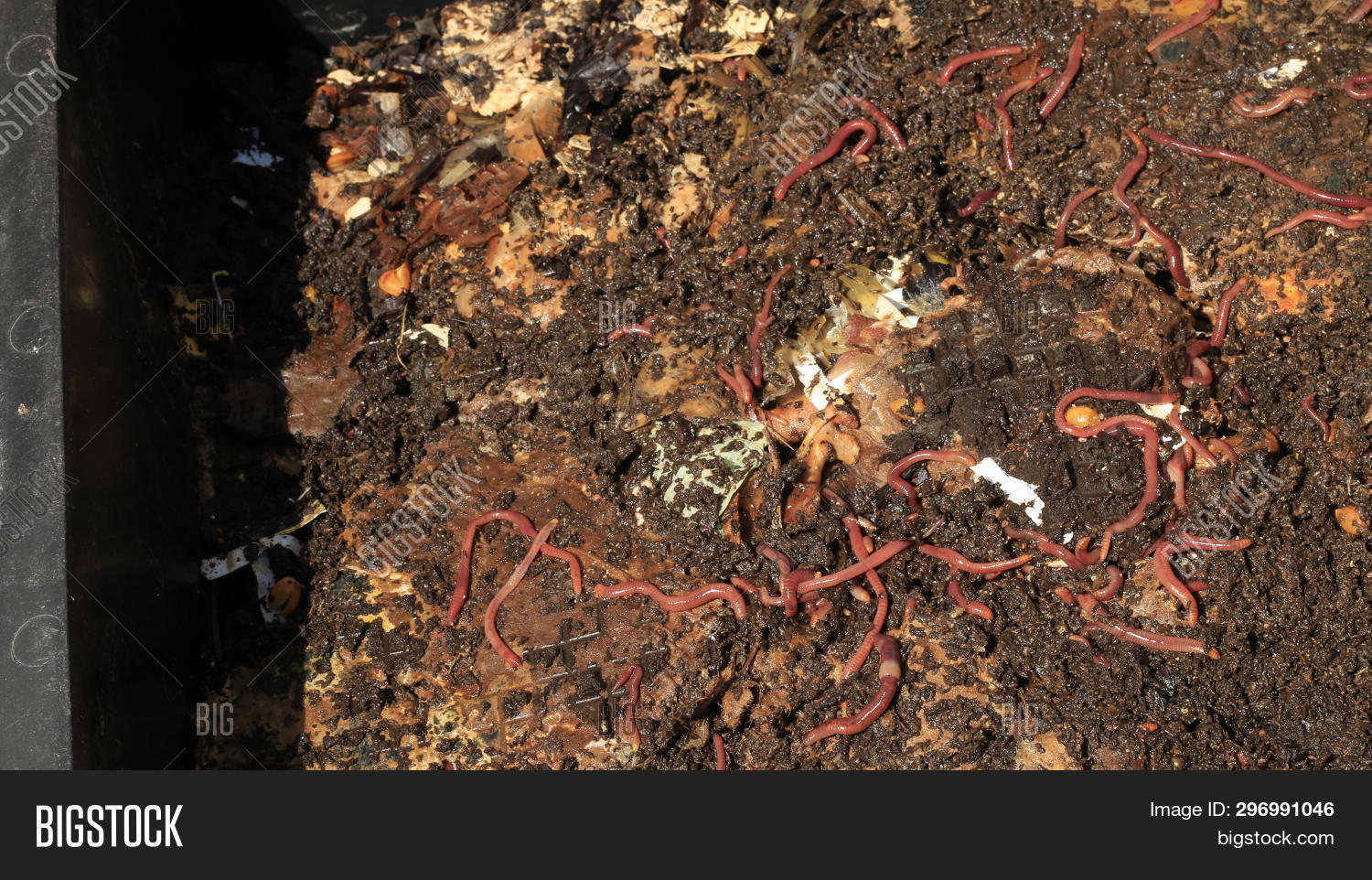 Red Worms Compost - Image & Photo (Free Trial) | Bigstock