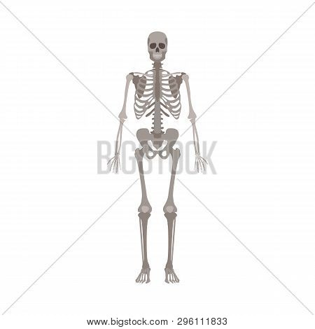 Human Skeleton Front Vector & Photo (Free Trial) | Bigstock