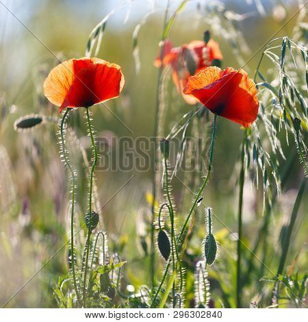 Flowers Red Poppies Image & Photo (Free Trial) | Bigstock