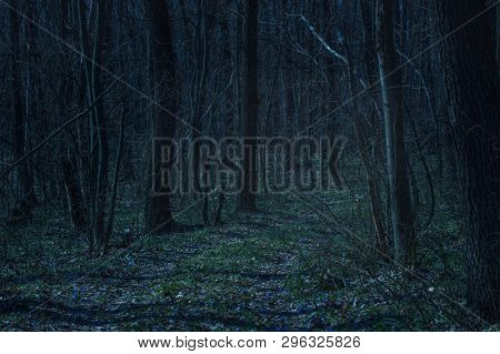 Night Forest Blue Image & Photo (Free Trial) | Bigstock