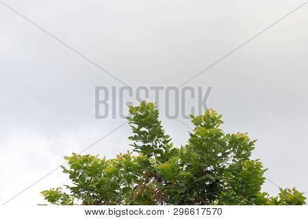 Tree Waving On Heavy Image & Photo (Free Trial) | Bigstock