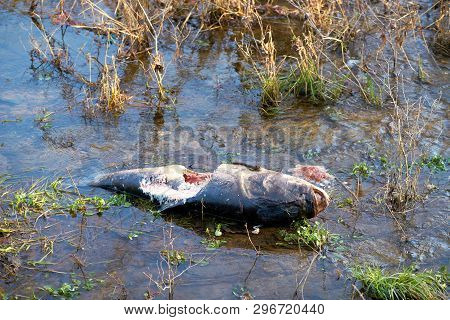 Dead Fish Bite Marks Image & Photo (Free Trial) | Bigstock