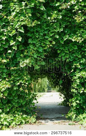 Beautiful Arch Ivy. Image & Photo (Free Trial) | Bigstock