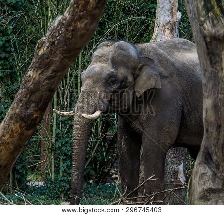Male Asian Elephant Image & Photo (Free Trial) | Bigstock