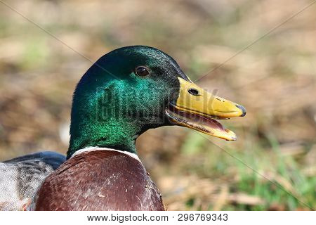 Male Mallard Drake Image & Photo (Free Trial) | Bigstock