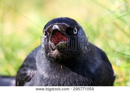 Jackdaw Wide Open Beak Image & Photo (Free Trial) | Bigstock