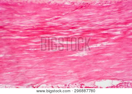 Histology Human Smooth Image & Photo (Free Trial) | Bigstock