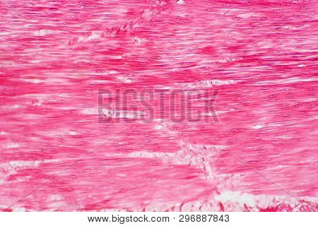 Histology Human Smooth Image & Photo (Free Trial) | Bigstock