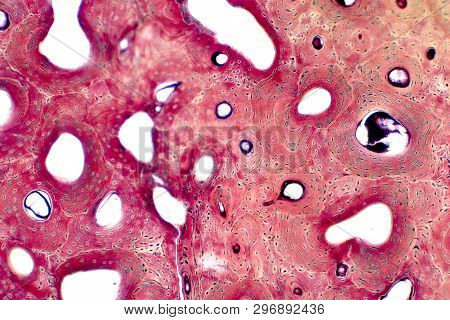 Histology Human Image & Photo (Free Trial) | Bigstock